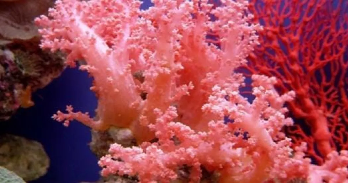 The Saltwater Series: Keeping Healthy Corals | API Fishcare