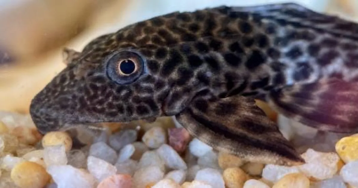 Spotlight Fish: Bottom Feeder Fish | API Fishcare